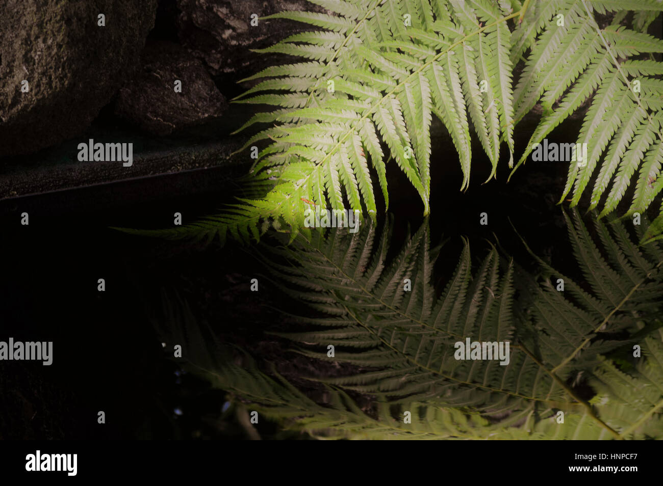 Ferns reflecting in the water Stock Photo - Alamy