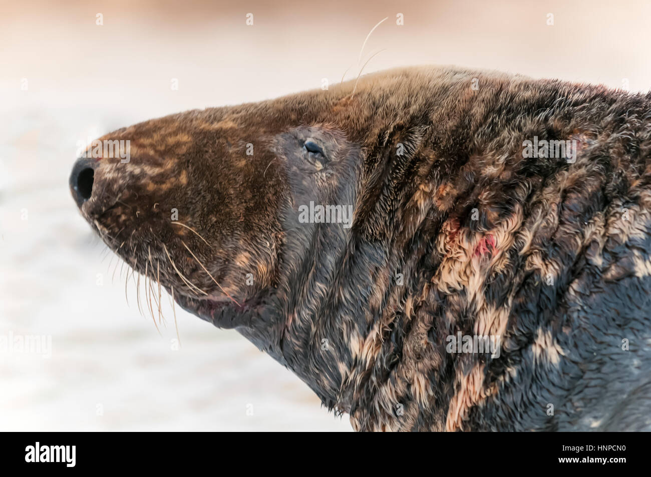 Mablethorpe Seal Sanctuary High Resolution Stock Photography and Images ...