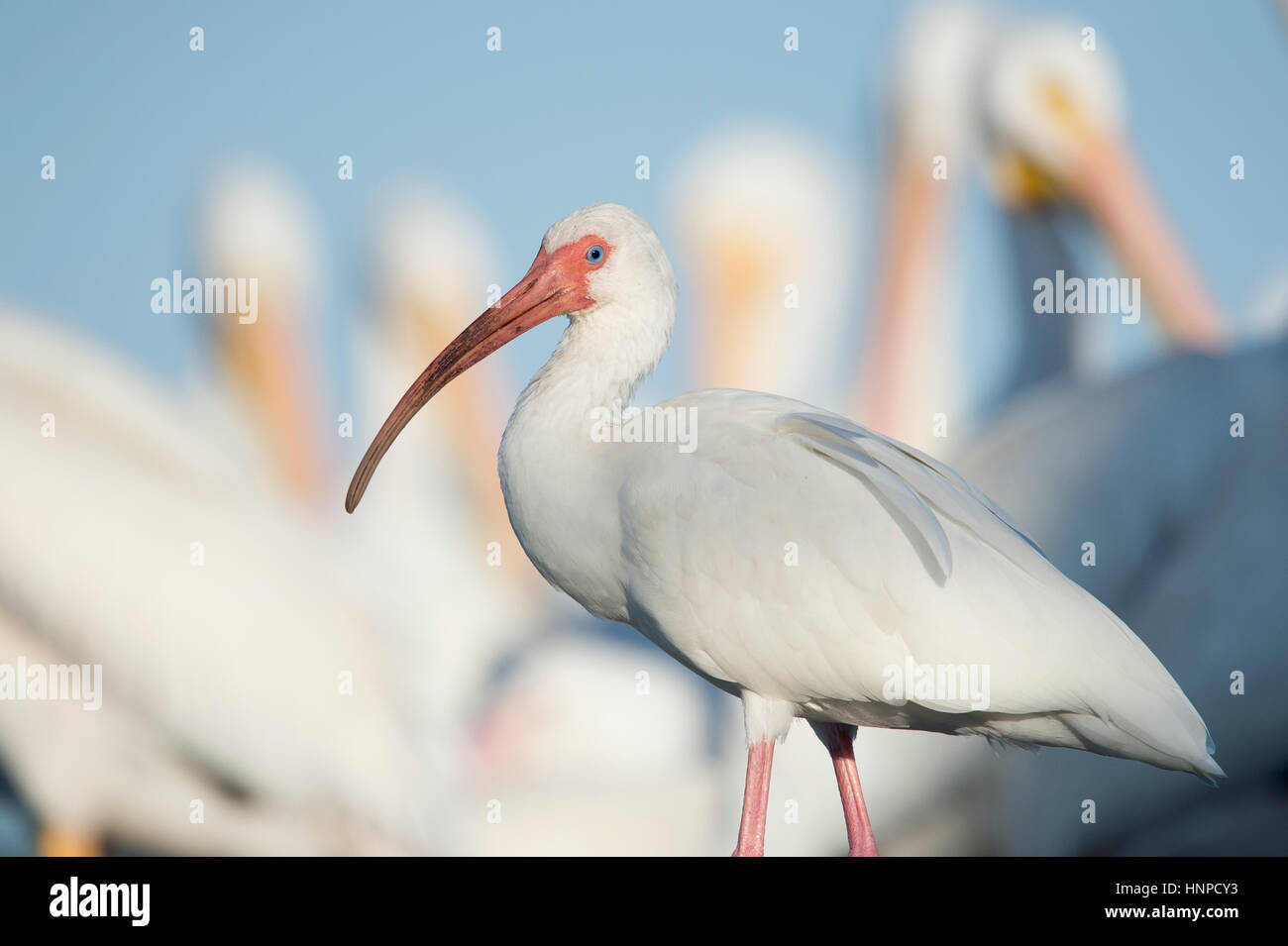 White Ibis stands in front of a flock of White Pelicans on a sunny day ...