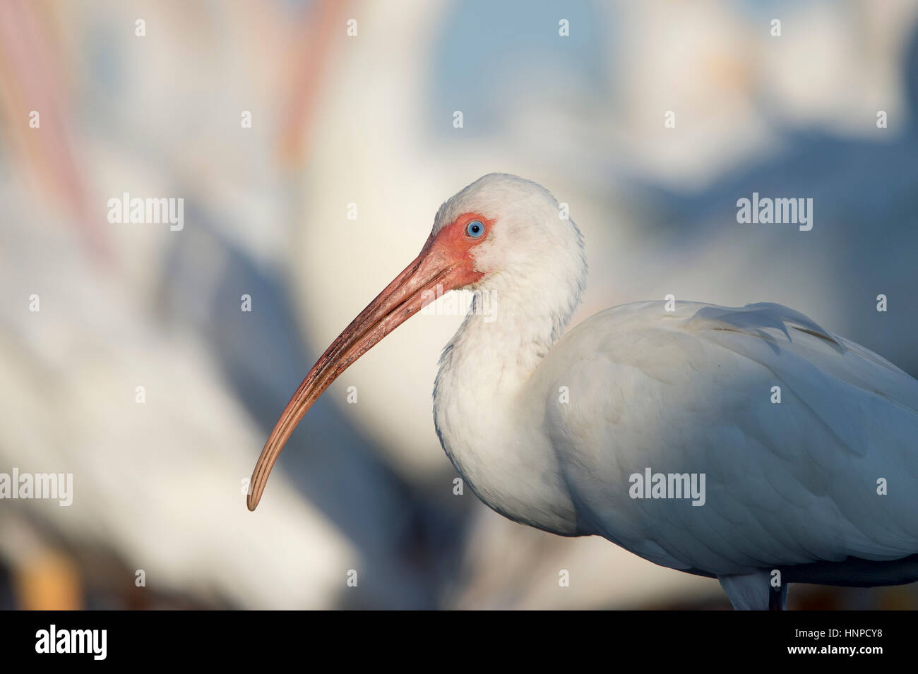 A White Ibis close up showing off its long curved red beak and bright ...