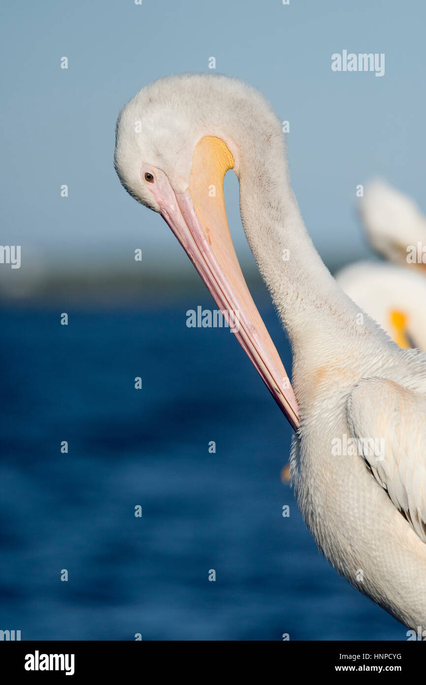 A White Pelican curves its neck trying to preen and clean its chest ...