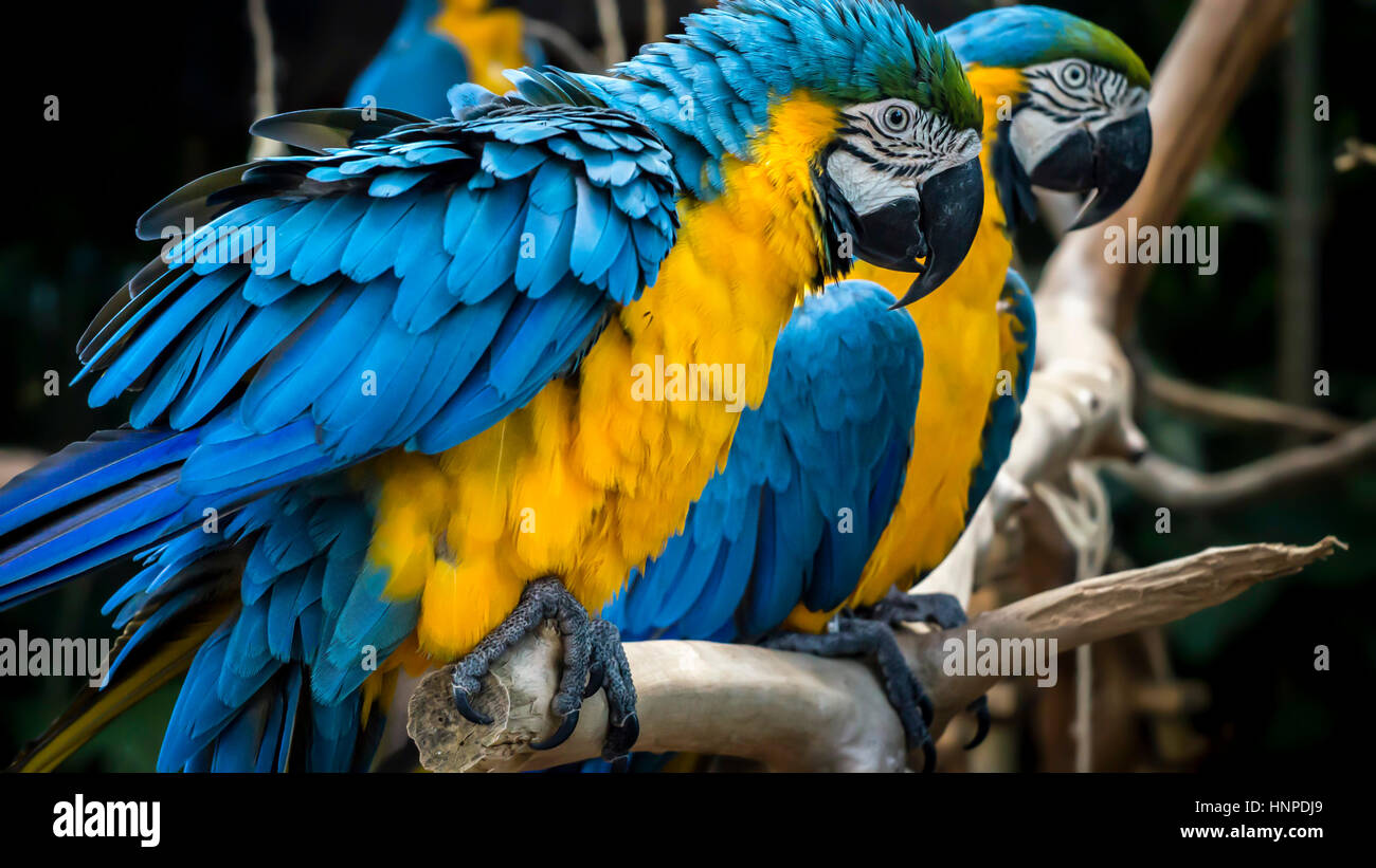 Two yellow blue macaw Stock Photo - Alamy
