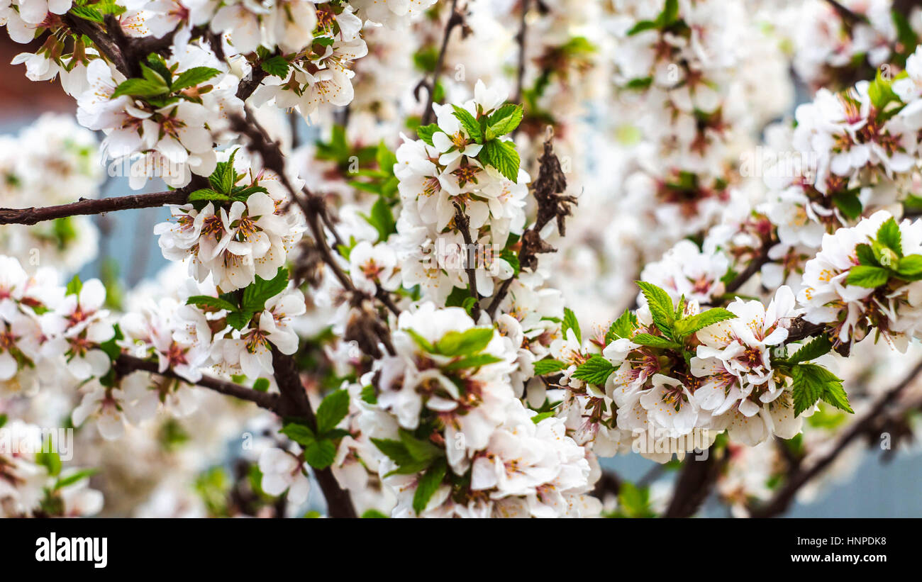 Cherry tree blossom Stock Photo - Alamy