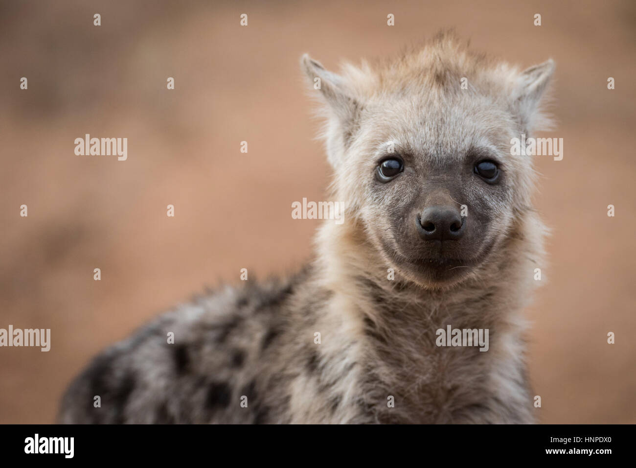 Hyena (Crocuta crocuta), Kruger National Park, Republic of South Africa ...