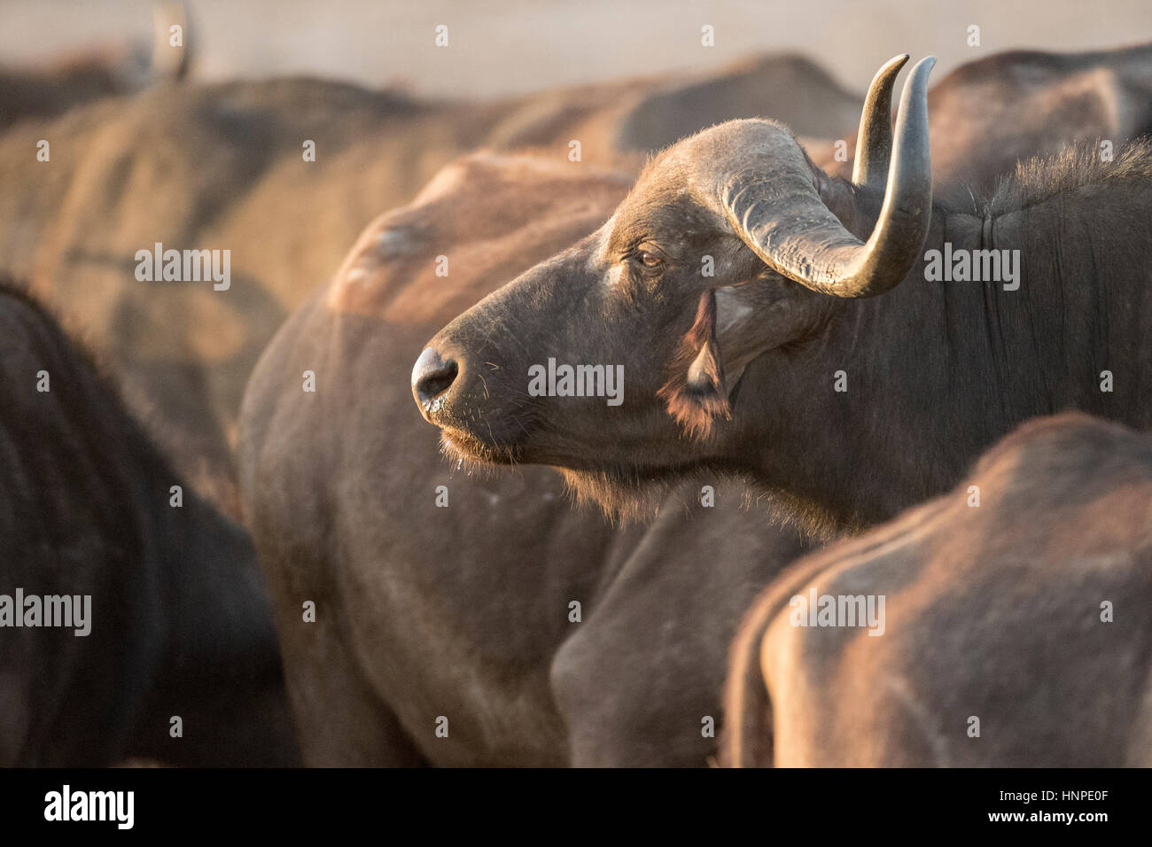 African buffalo (Syncerus caffer), Kruger National Park, Republic of ...