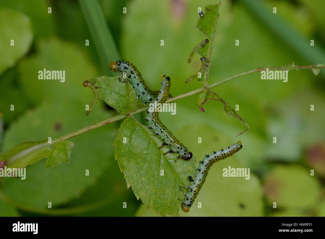 Rose Sawfly larvae (Age ochropus Stock Photo - Alamy