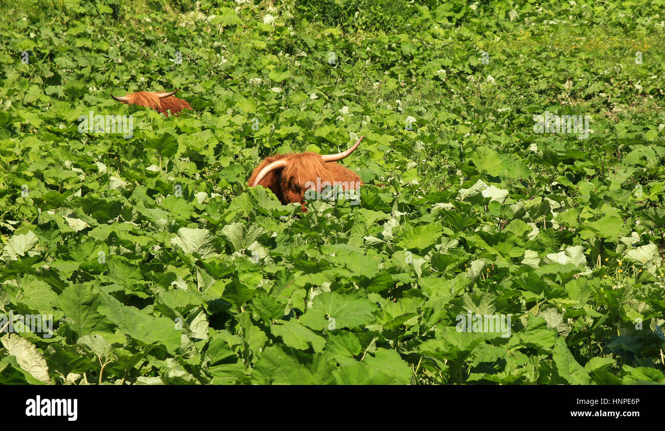 Two highland cattles relaxing and hiding in deep vegetation Stock Photo ...