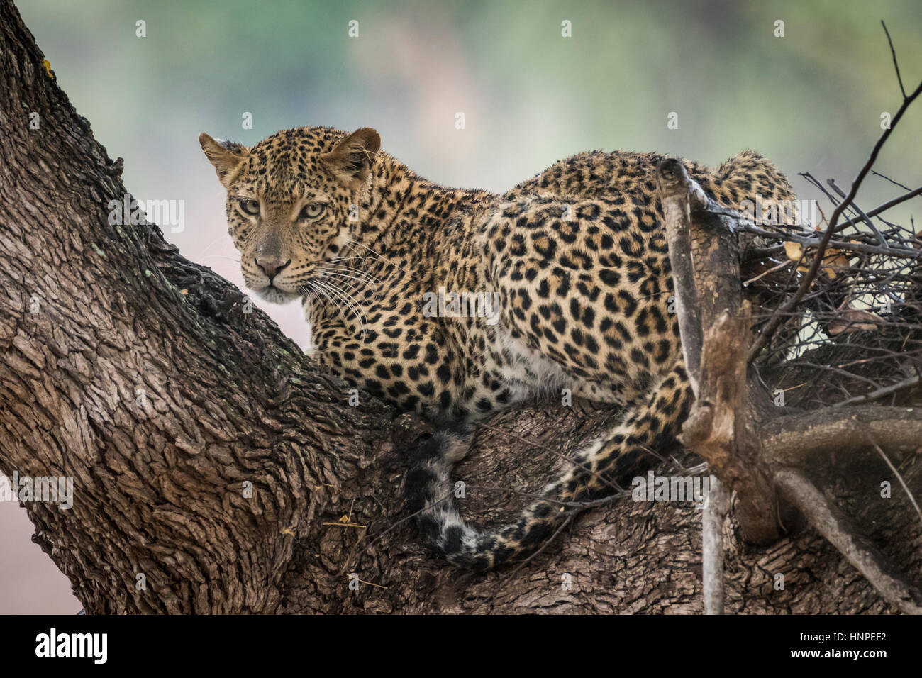 Leopard tail hi-res stock photography and images - Alamy