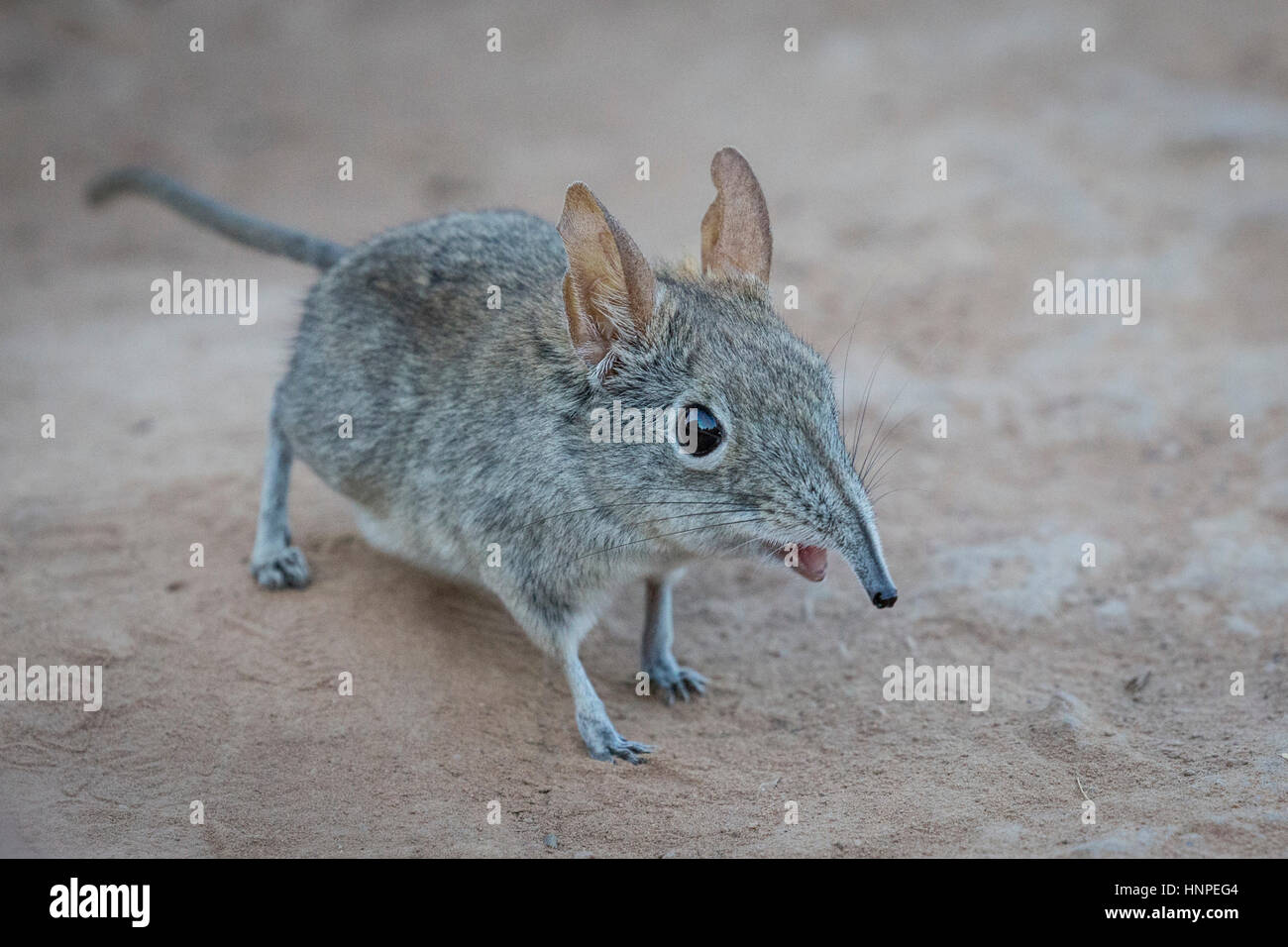Elephantulus (Elephantulus myurus), Kruger National Park, Republic of ...