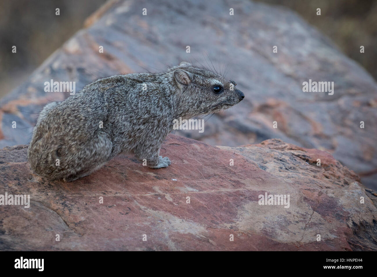 Rock hyrax (Procavia capensis), Mapungubwe National Park, Republic of ...