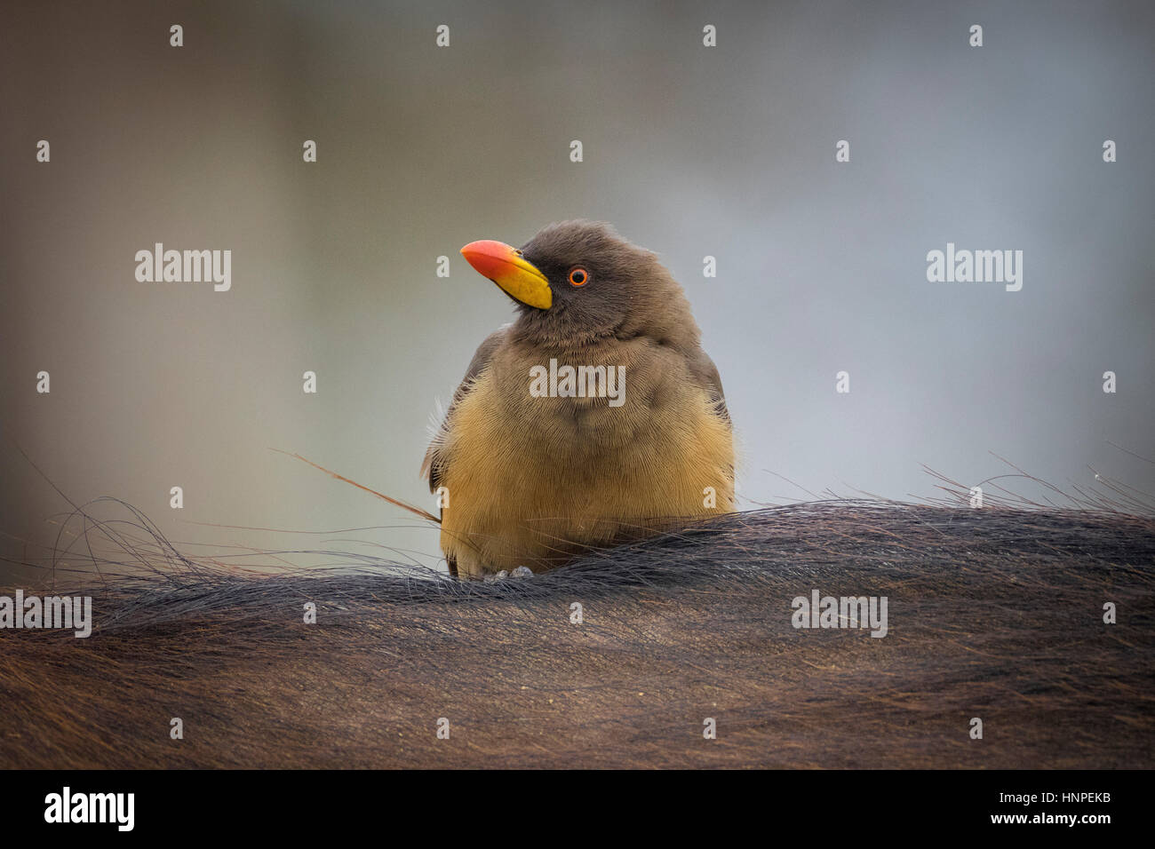 Yellow-billed oxpecker (Buphagus africanus), Kruger National Park ...