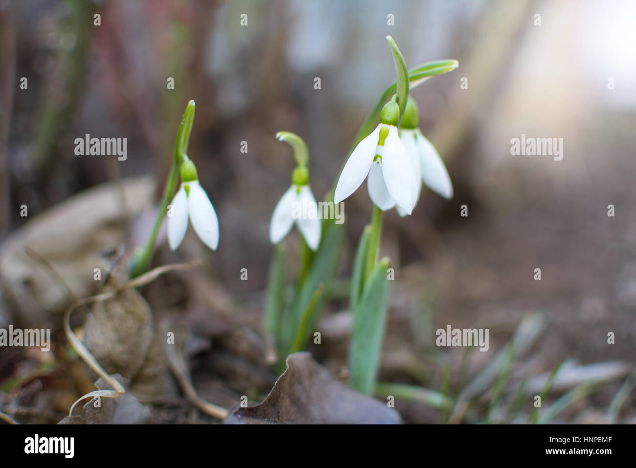 Rising from the ground hi-res stock photography and images - Alamy