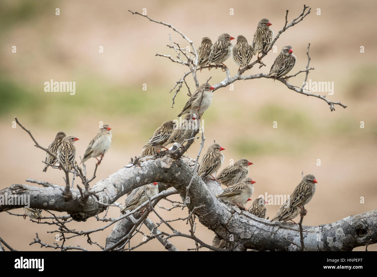 Red billed quelea hi-res stock photography and images - Alamy