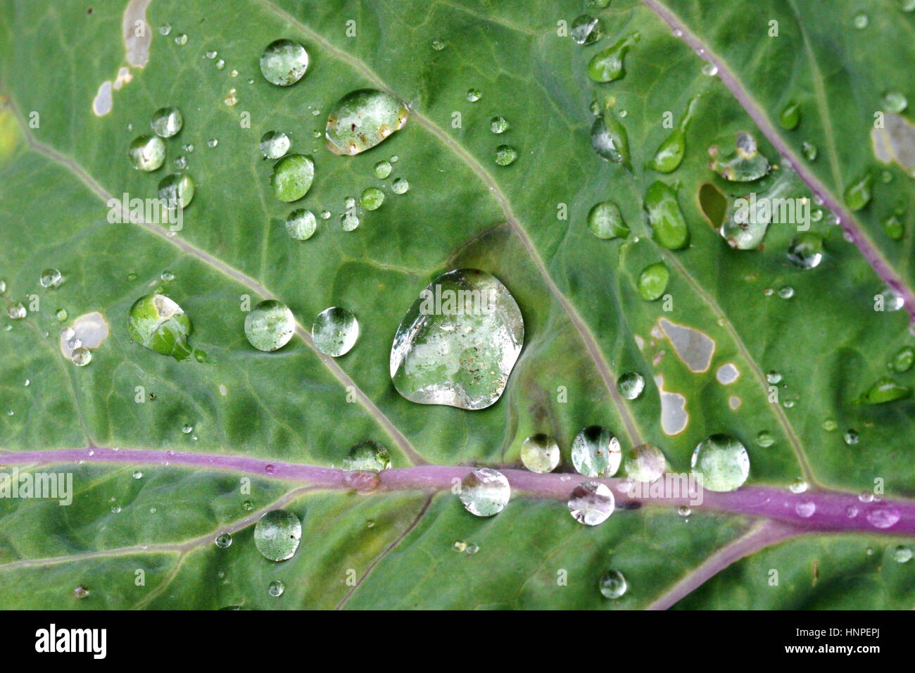 Water droplets on leaves Stock Photo - Alamy