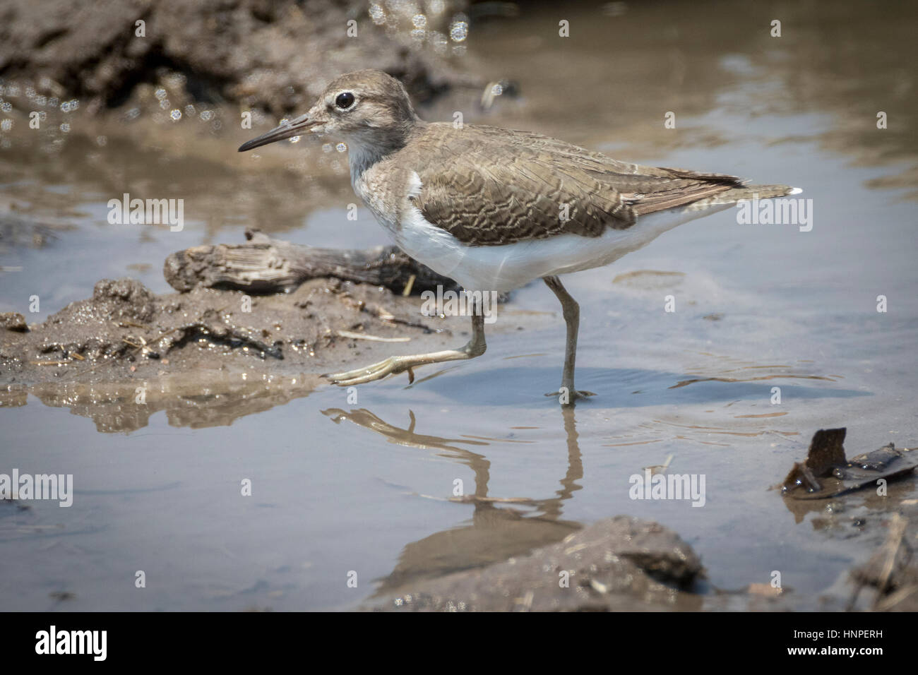 Common Sandpiper (Actitus hypoleucos), Mapungubwe National Park ...