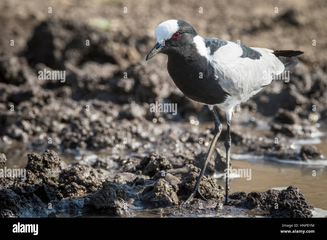 Blacksmith lapwing hi-res stock photography and images - Alamy