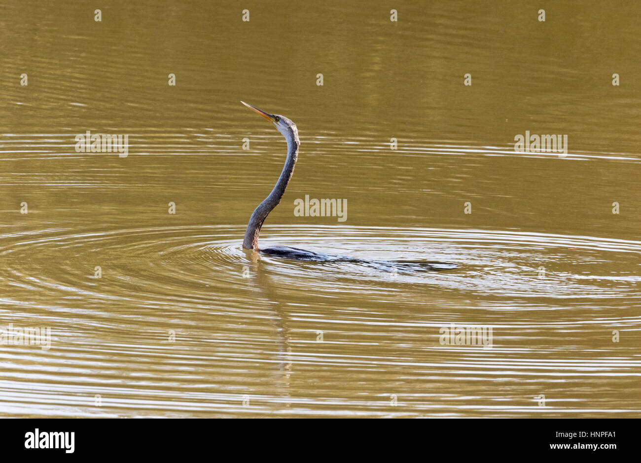 Indian darter hi-res stock photography and images - Alamy