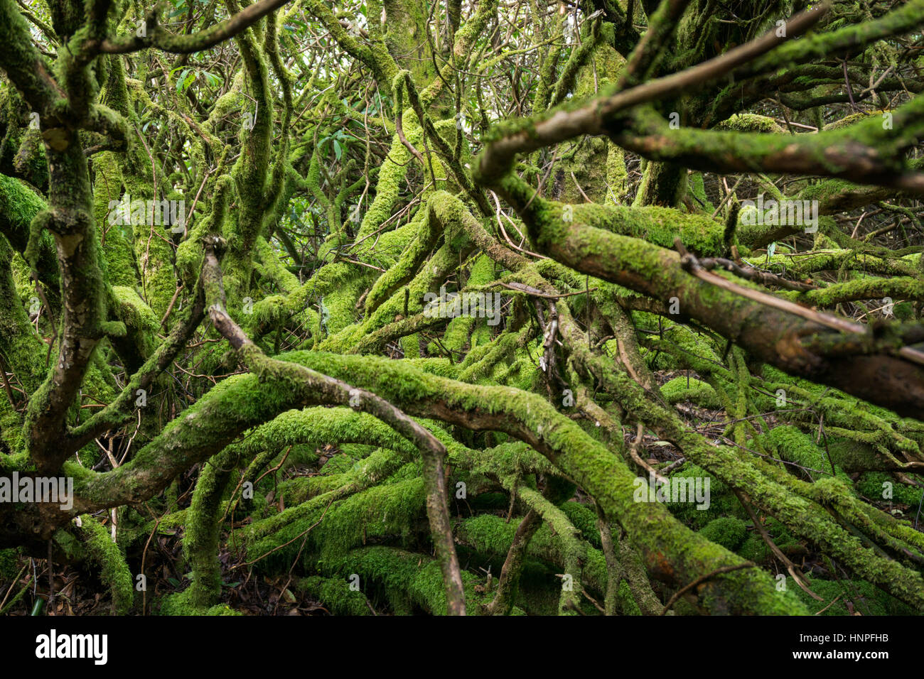 Mossy roots hi-res stock photography and images - Alamy