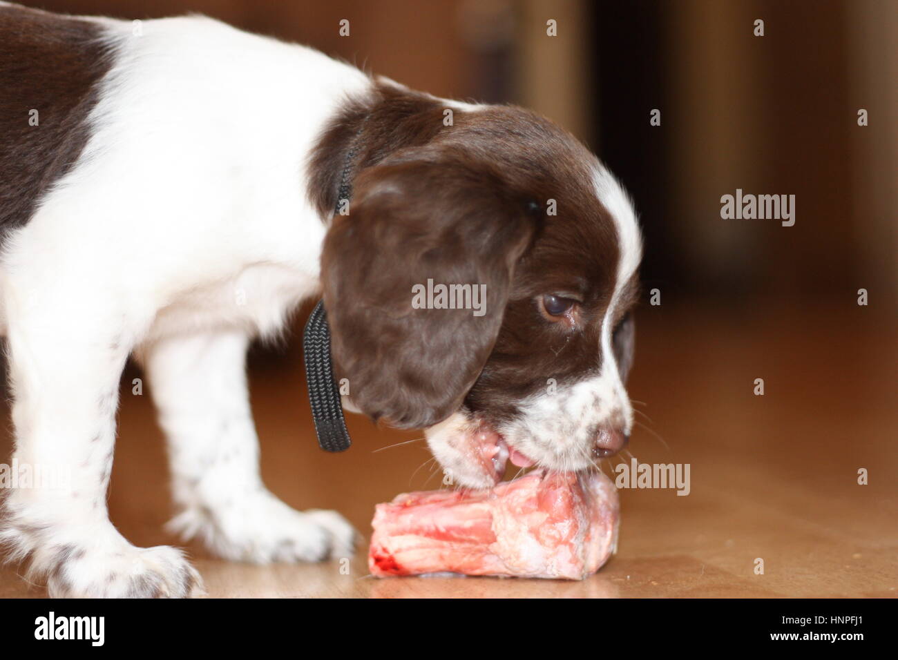 young working type english springer spaniel puppy eating raw meat Stock ...