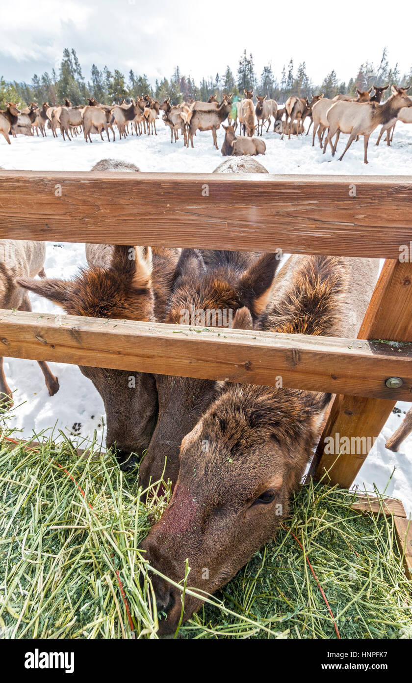Hungry elk come in to eat from hay bales on a sled which takes people ...