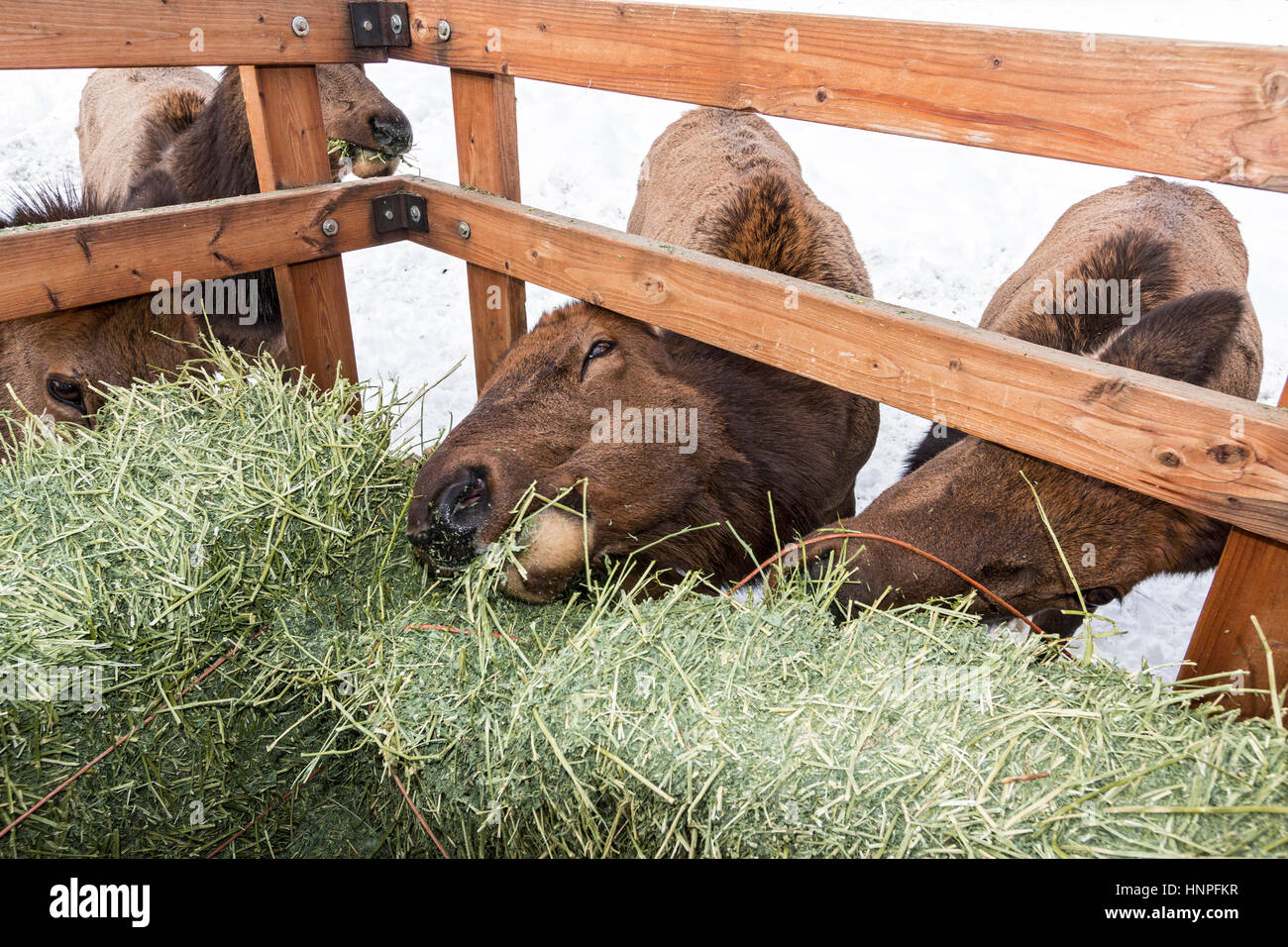 Hungry elk come in to eat from hay bales on a sled which takes people ...