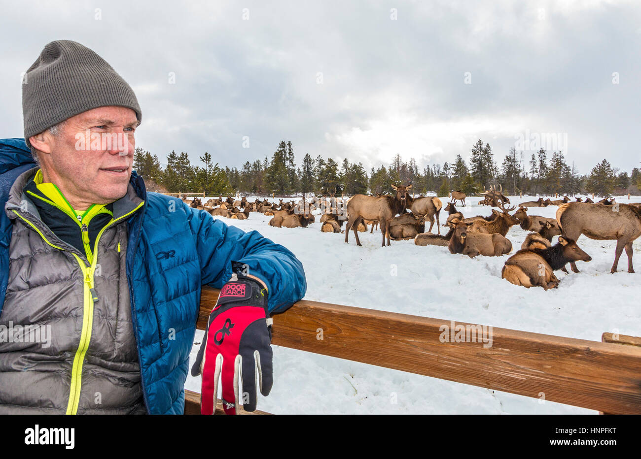 Visiting man watches elk during an elk feeding trip. The Points family ...