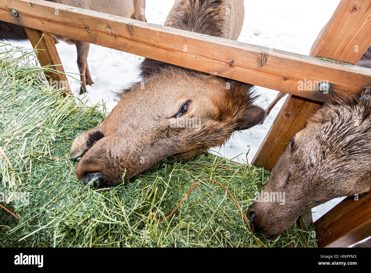 Hungry elk come in to eat from hay bales on a sled which takes people ...