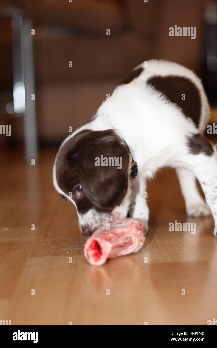young working type english springer spaniel puppy eating raw meat Stock ...