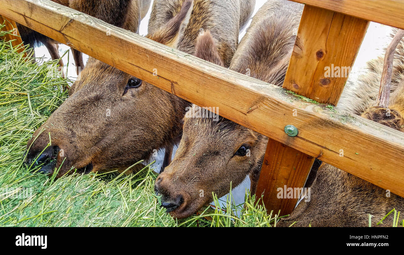 Feeding hungry animals hi-res stock photography and images - Alamy