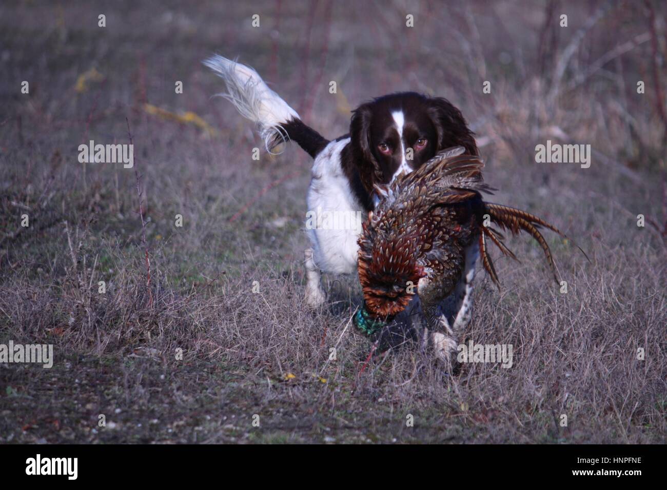 liver and white working type english springer spaniel pet gundog ...