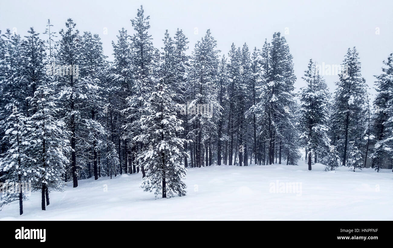Beauty of conifers hi-res stock photography and images - Alamy