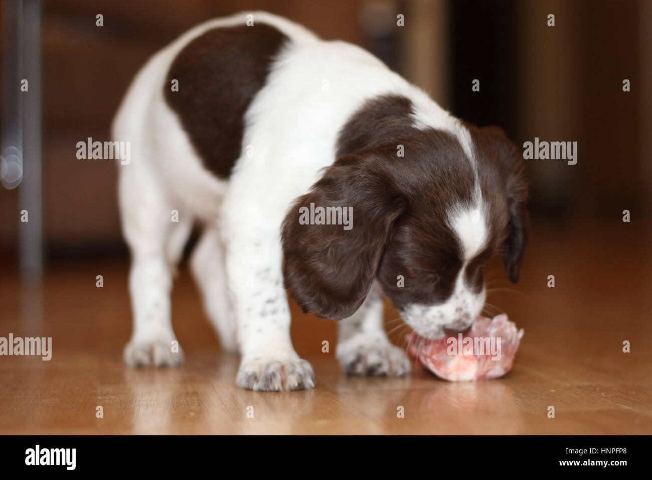 young working type english springer spaniel puppy eating raw meat Stock ...