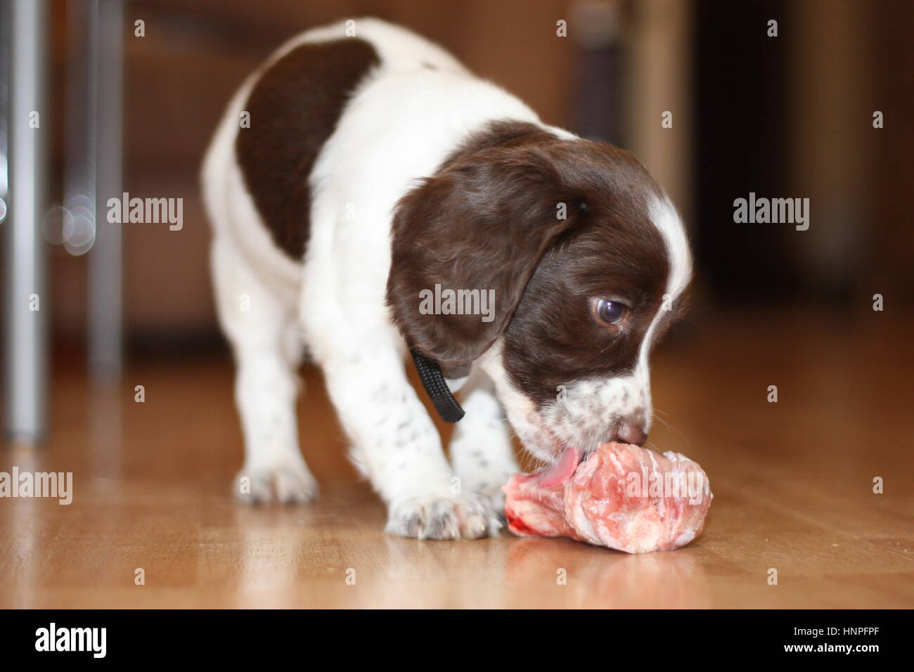 young working type english springer spaniel puppy eating raw meat Stock ...