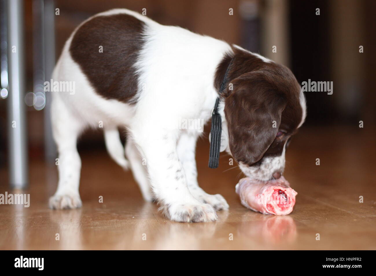 young working type english springer spaniel puppy eating raw meat Stock ...
