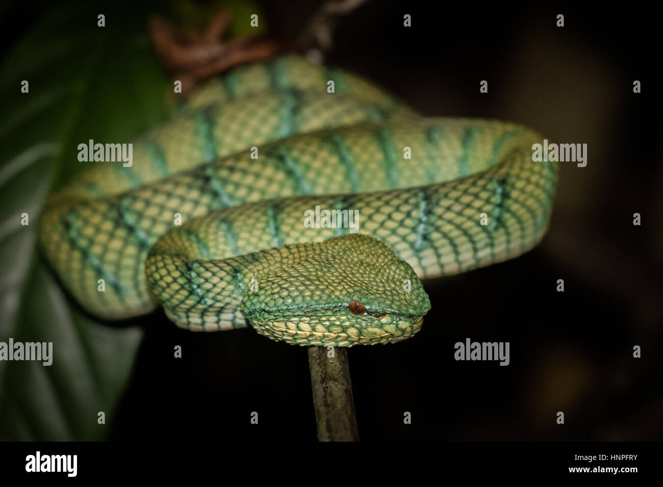 Bambusotter hi-res stock photography and images - Alamy