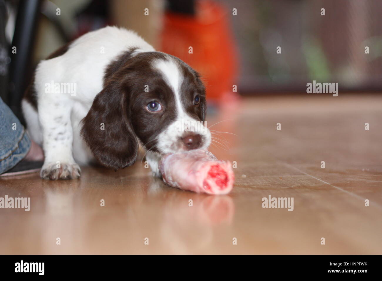 young working type english springer spaniel puppy eating raw meat Stock ...