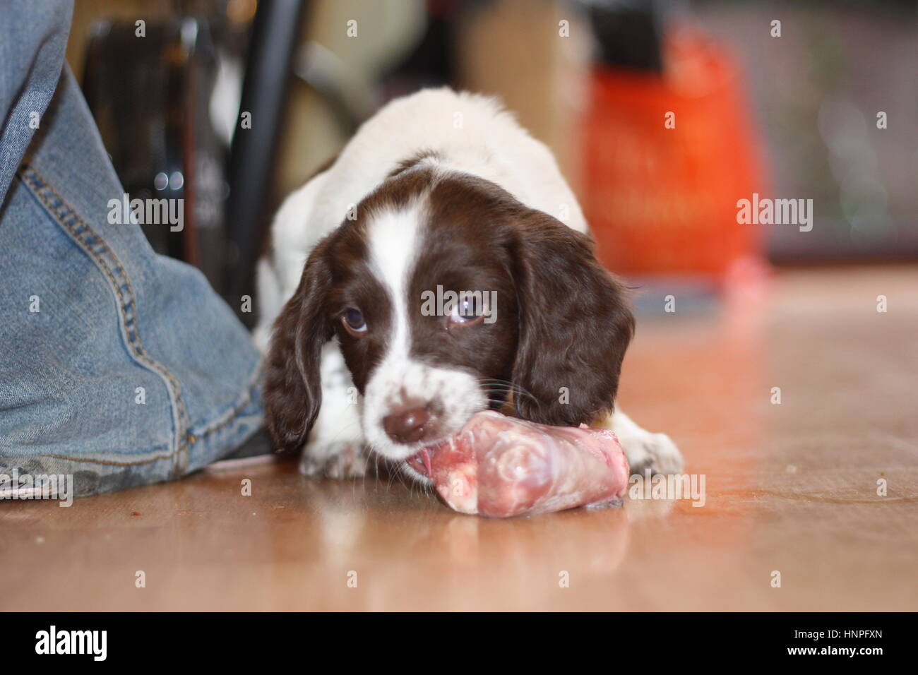 young working type english springer spaniel puppy eating raw meat Stock ...