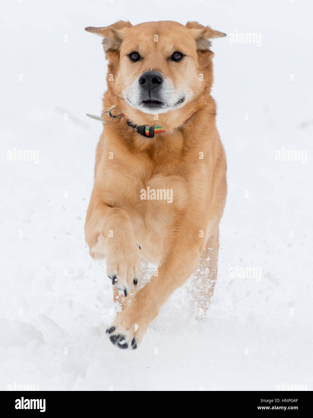 Handsome brown mixed breed medium lab mutt shelter rescue dog running ...
