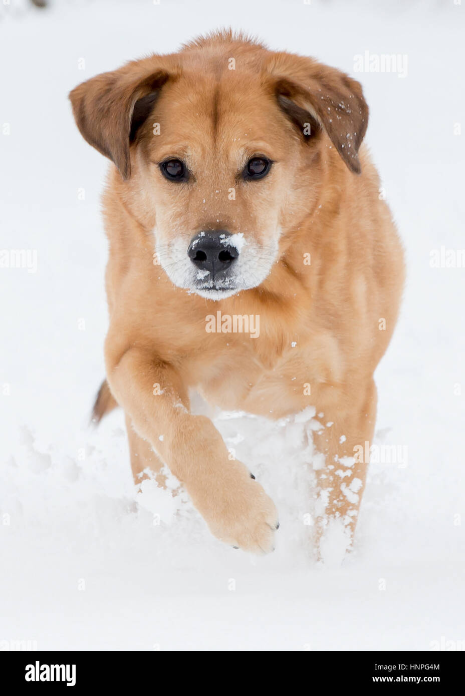 Handsome brown mixed breed medium lab mutt shelter rescue dog running ...