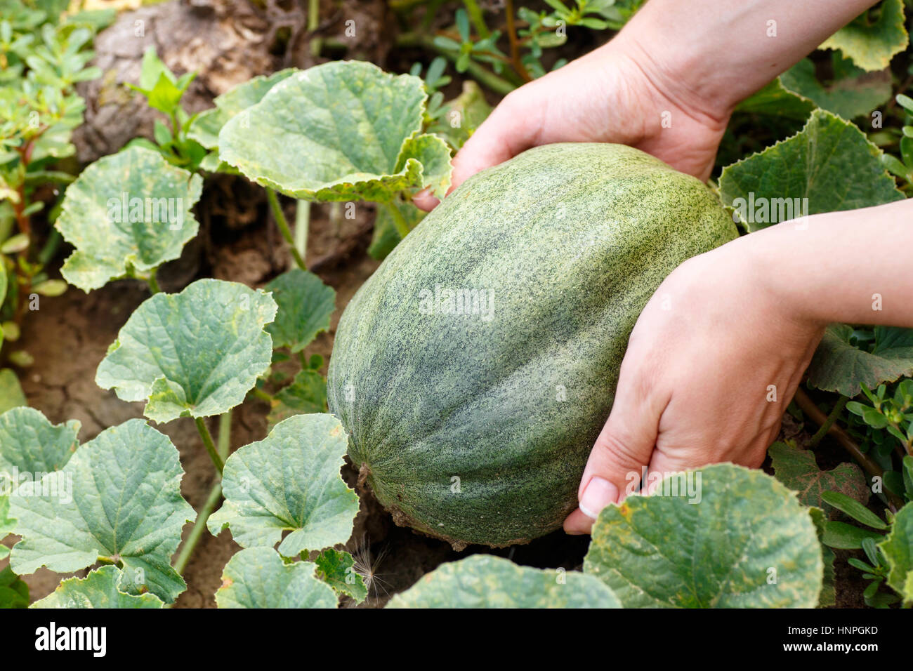Melon growing in field. Hands holding melon. Harvesting. Melon with ...