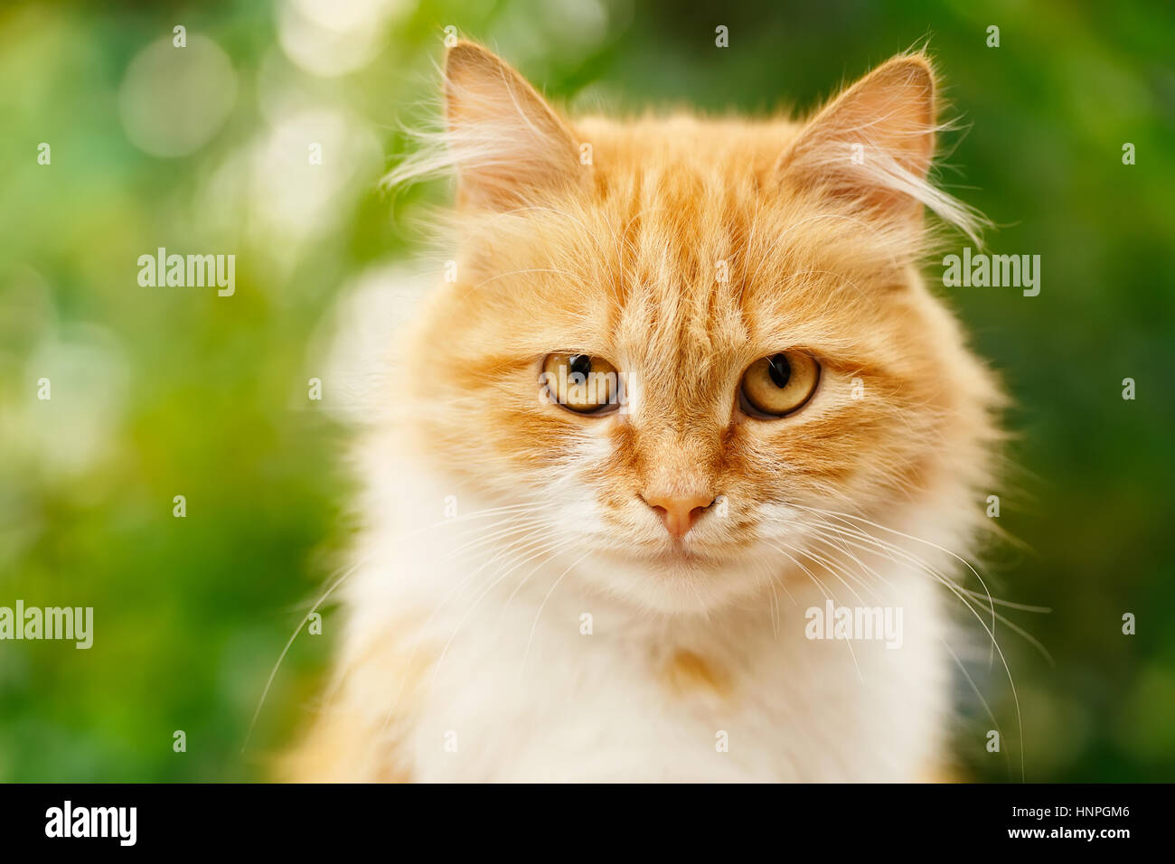 Portrait of beautiful ginger cat in the garden. Red cat. Red-headed cat ...