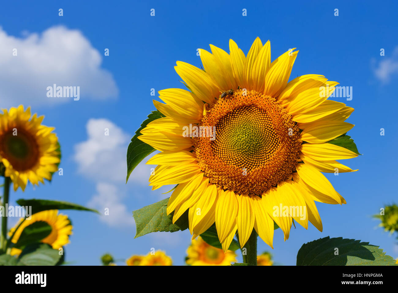 Sunflower field. Sunflower with blue sky and clouds. Summer background ...