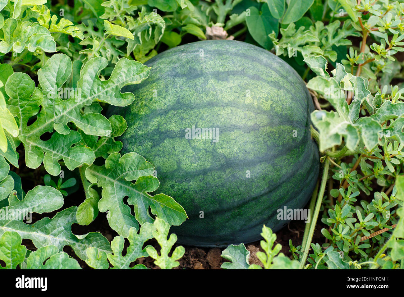 melon field with ripe watermelon. Watermelon in vegetable garden ...