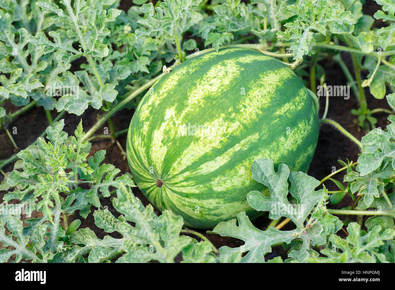 melon field with ripe watermelon in summer. Watermelon in vegetable ...