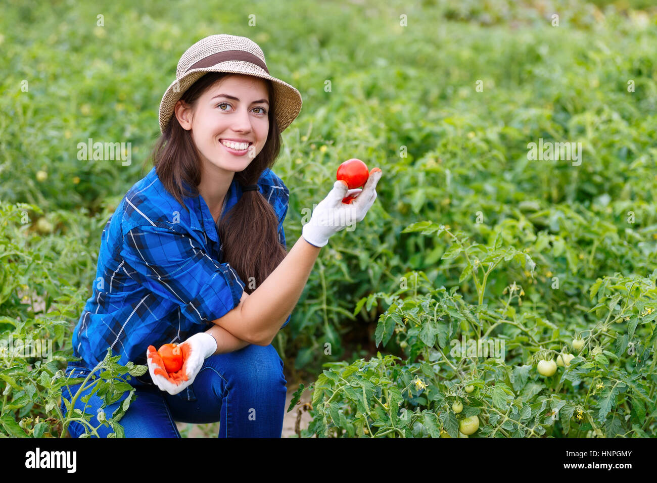 Young farmer harvesting tomatoes. Woman in her garden harvesting ...