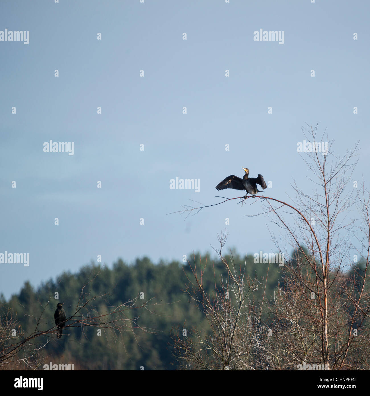 Collection of cormorant shag birds roosting in Winter tree Stock Photo ...