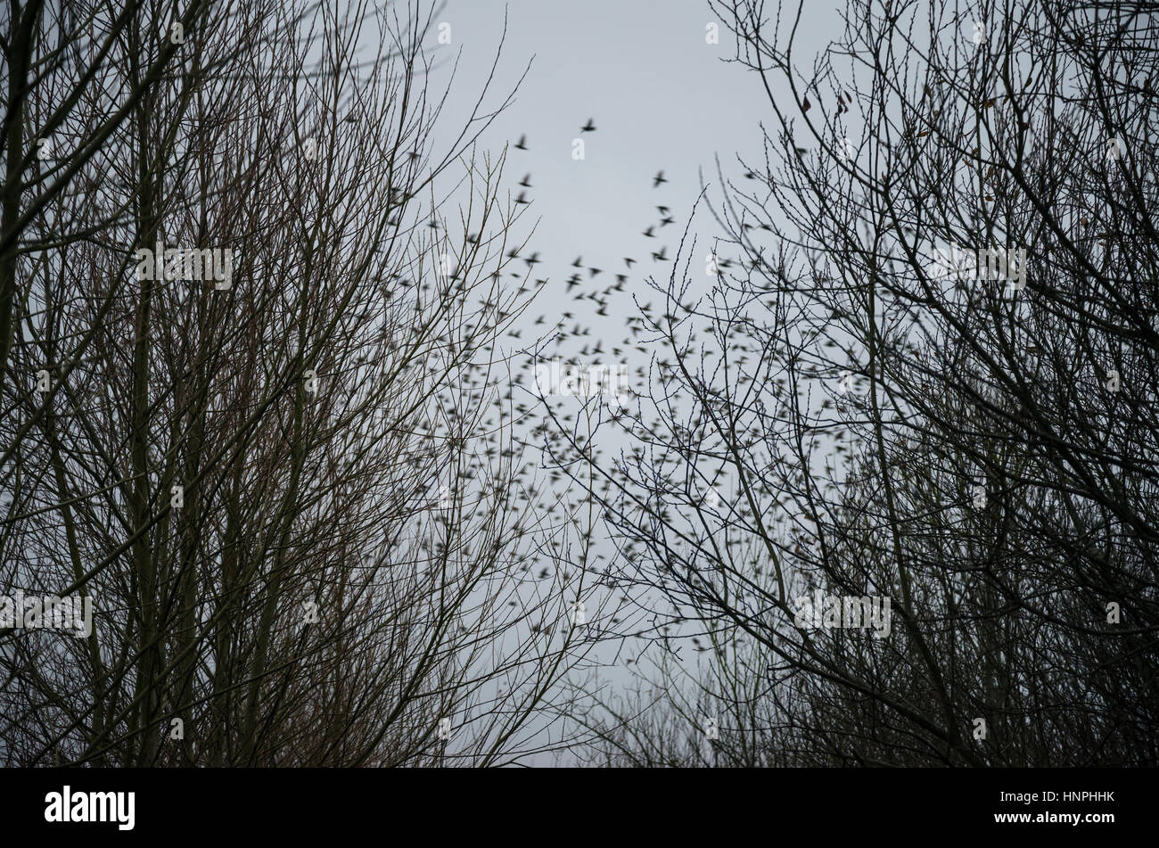 Huge flock of starlings in the landscape hi-res stock photography and ...
