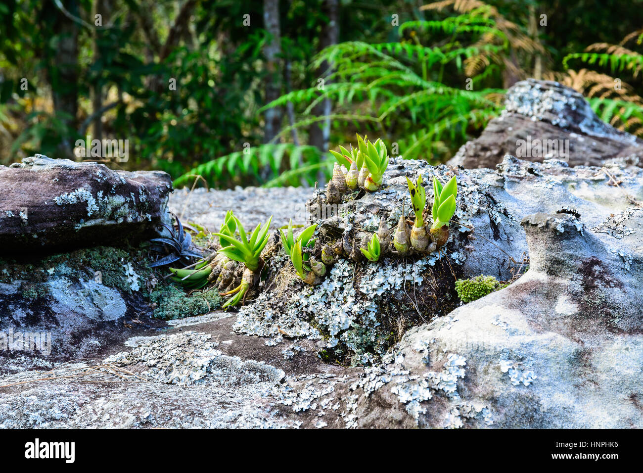 Lithoophytic orchids Depending on rocky in tropical forests Stock Photo ...