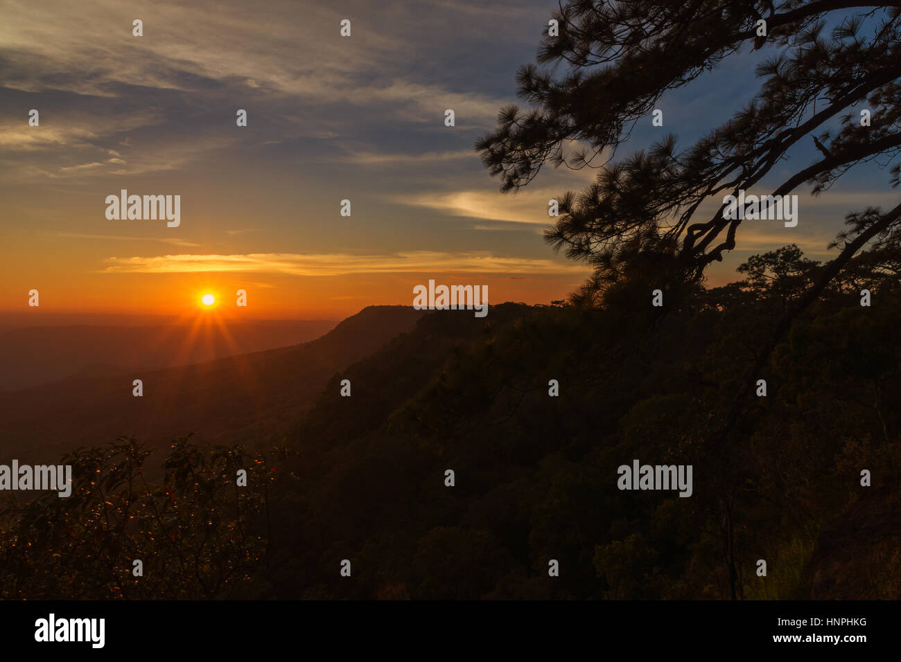 Sunset cliff and pine branches at Pha Mark Duk Phu Kradueng National ...