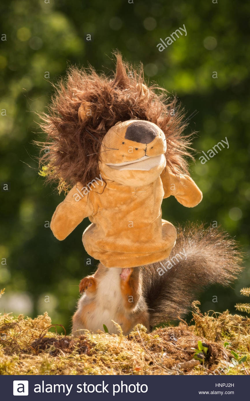 Angry Squirrel High Resolution Stock Photography and Images - Alamy